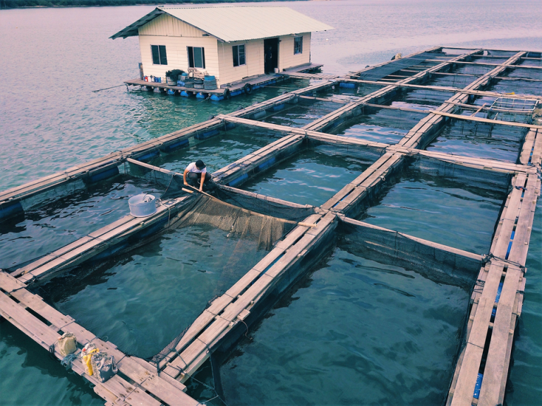 The Syariah graduate farming fish off the coast of Pelumpong - Biz Brunei
