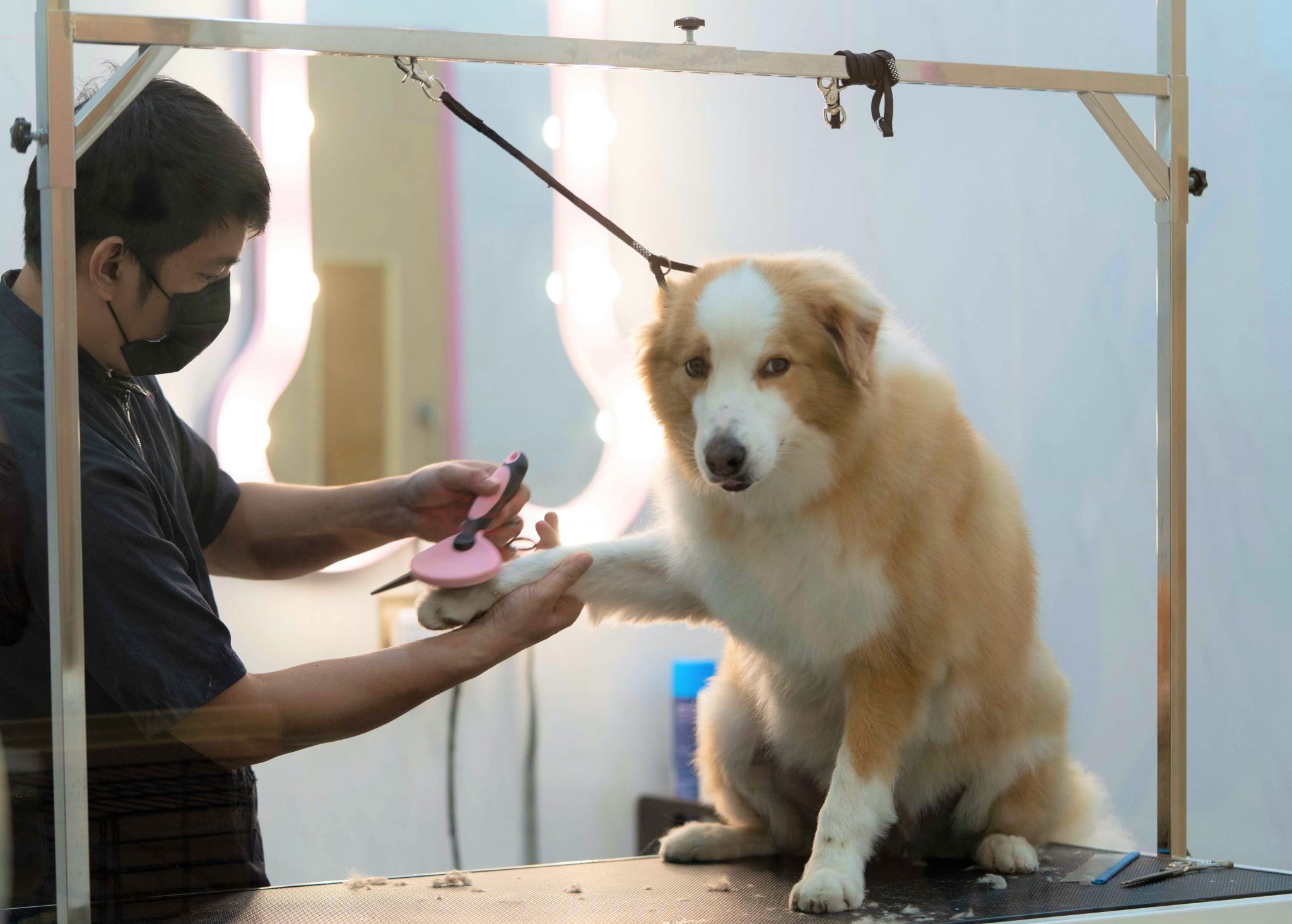 Si Manja Pet Grooming Spa opens Sengkurong branch - Biz Brunei