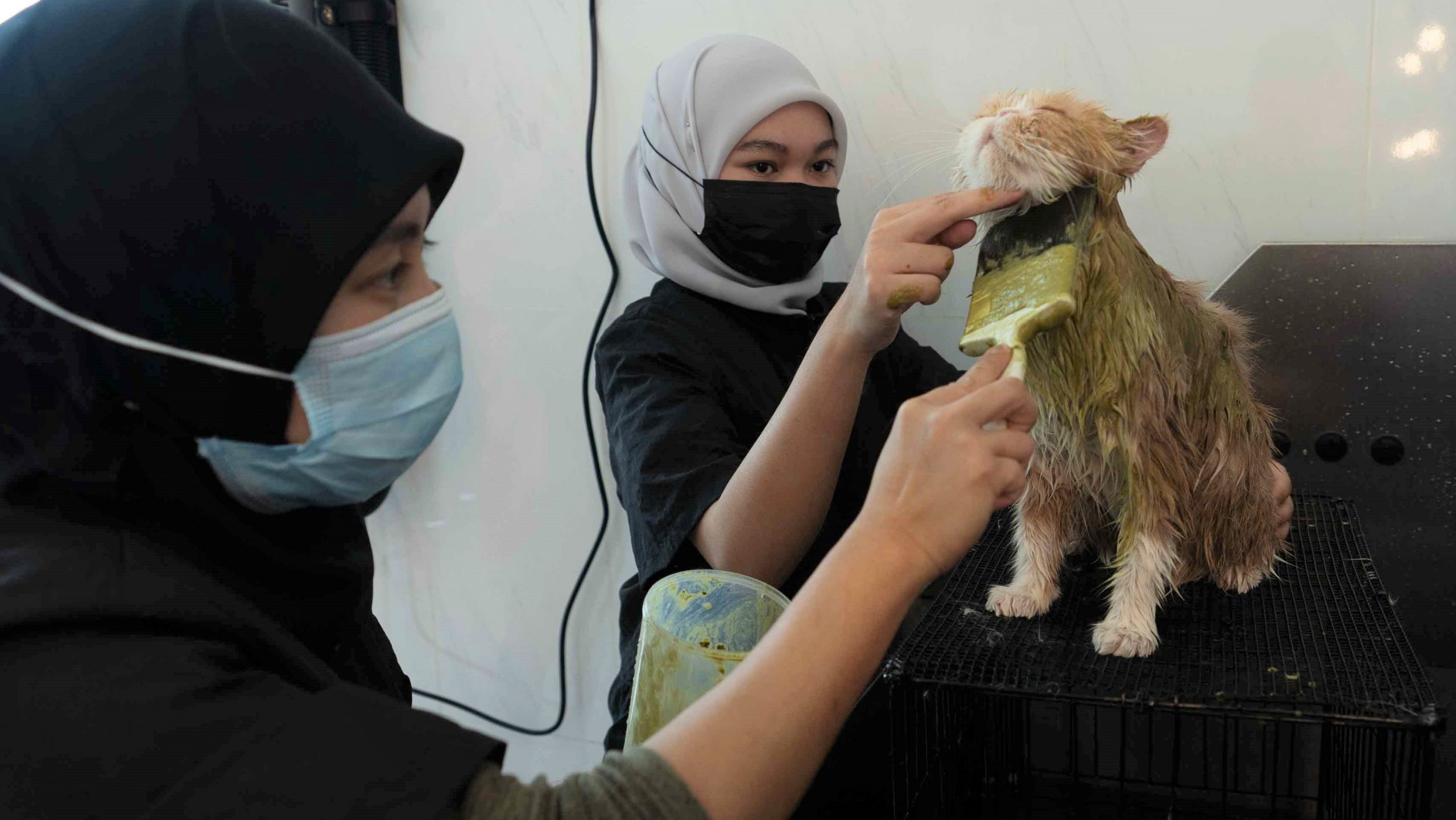 Si Manja Pet Grooming Spa opens Sengkurong branch - Biz Brunei