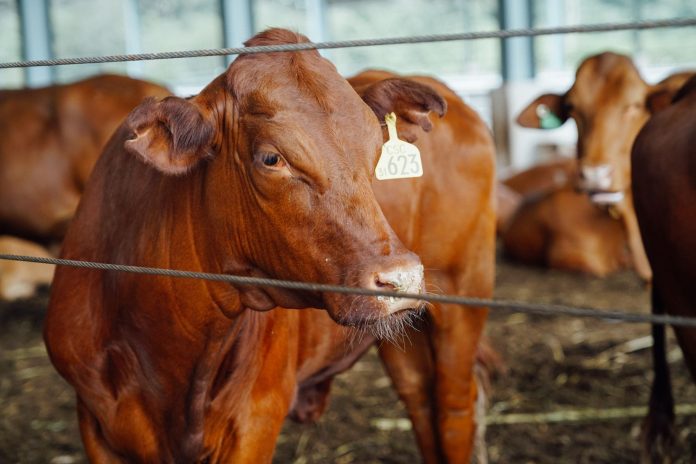 PDS to raise Australian cattle in Brunei through feedlotting programme ...